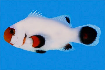 clownfish rate