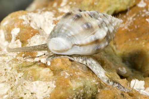 Salt Water Snails | Fish 4 U